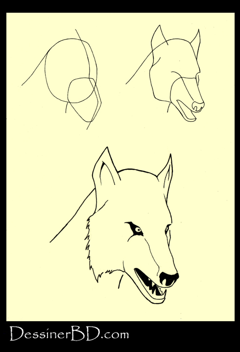 Apprendre A Dessiner Un Loup En Etapes Comment Dessiner Un Loup Images